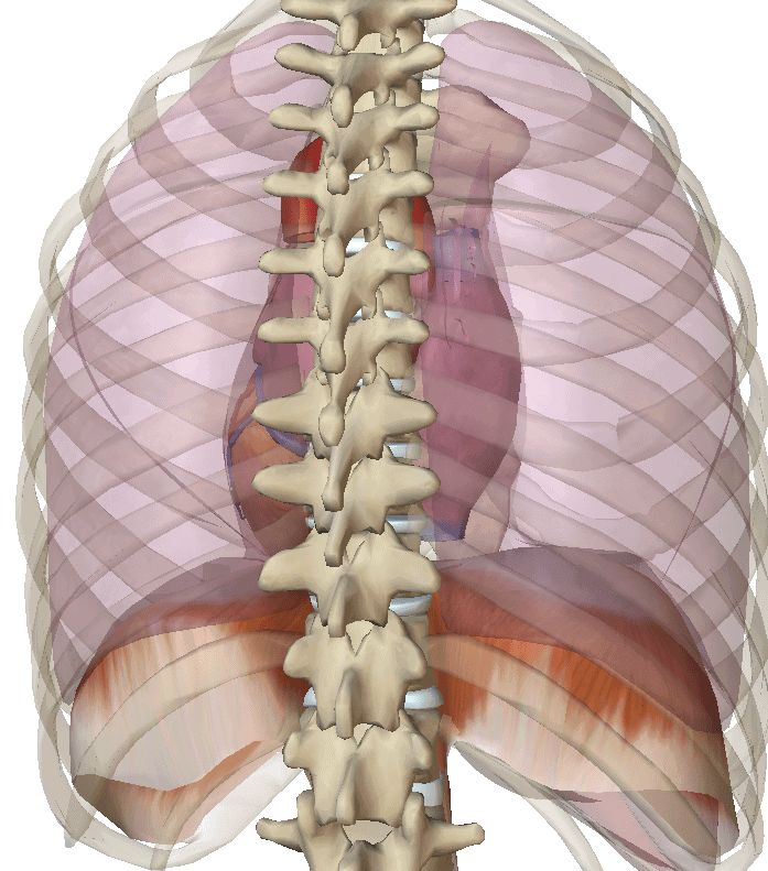 Dorsalgia e dolore scapolare - L'Altra Riabilitazione