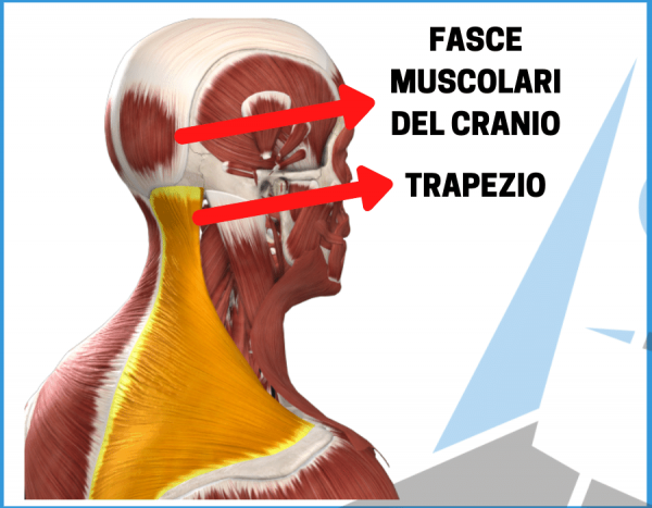 Esercizi per cefalea muscolo tensiva - L'Altra Riabilitazione