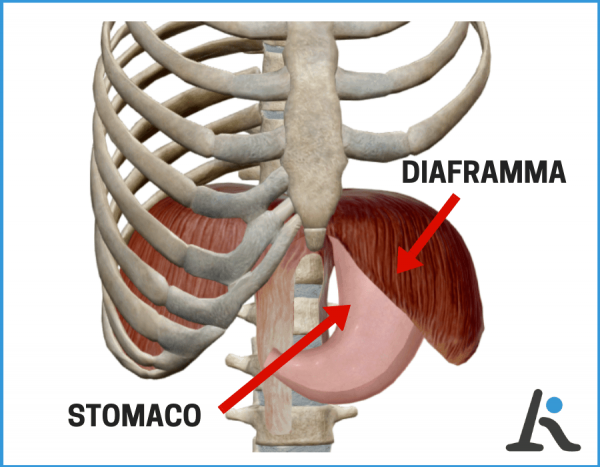 Cervicale e stomaco: strategie contro problemi digestivi e muscolari