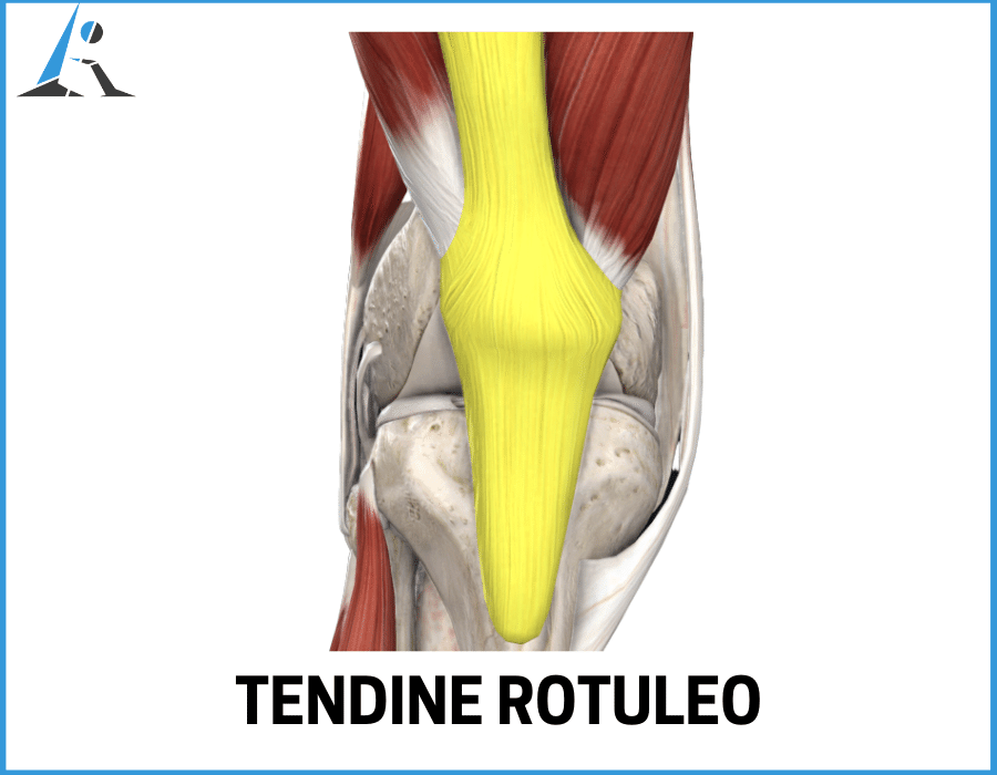 Dolore al GINOCCHIO: in quali casi serve la CHIRURGIA?