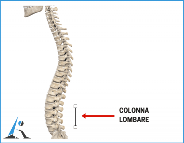 Come rinforzare i muscoli lombari e cervicali?