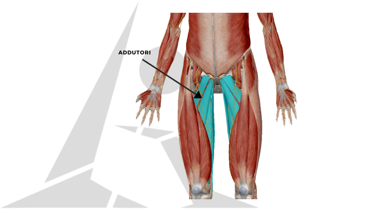 Dolore interno coscia: ecco a cosa è dovuto (e cosa fare)