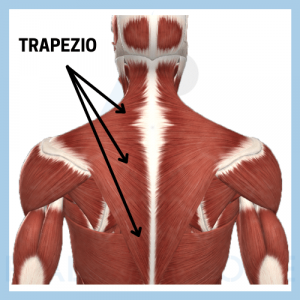 Contrattura trapezio e muscoli del collo: sintomi, esercizi e rimedi