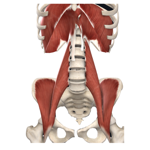 Optin PSOAS e diaframma - Insta Stories - L'Altra Riabilitazione Optin PSOAS e diaframma - Insta Stories - L'Altra Riabilitazione