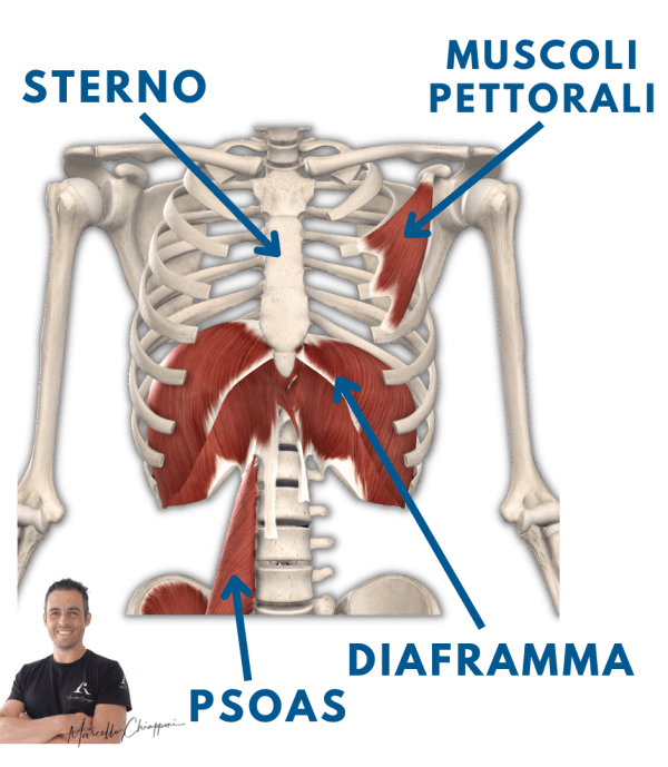 Dolore allo sterno: ecco la vera causa! (esercizi per risolverlo) - L ...