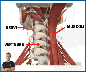 Nervi del collo infiammati e tesi? Ecco perché e cosa fare!