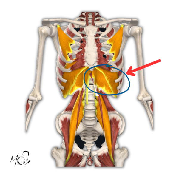 Ddolore sotto la costola destra o sinistra e dietro la schiena?